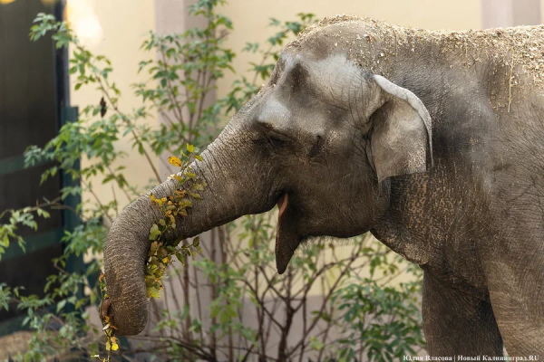 Светлана Соколова назвала условия возвращения слонов в коллекцию ...